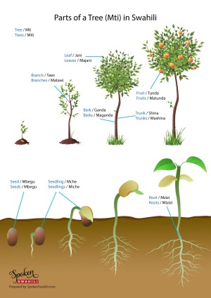Parts of a Tree in Swahili - Spoken Swahili